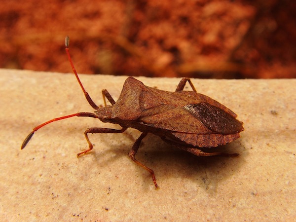 Google raises its bug bounty reward to $15K Google raises its bug bounty reward to $15K